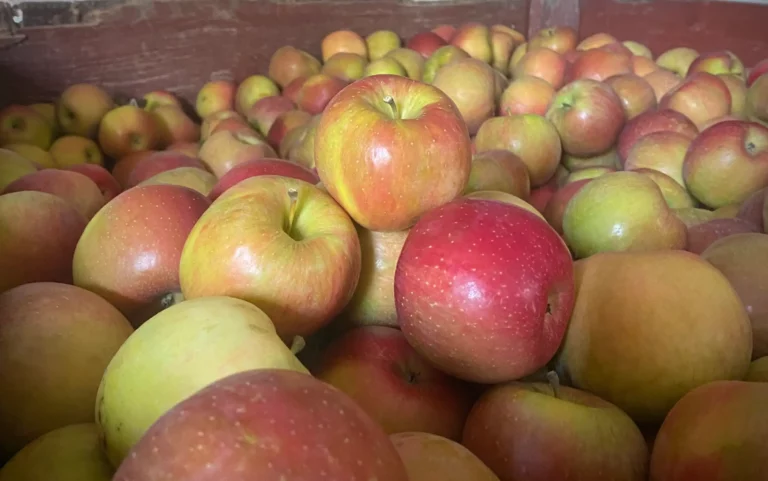 Evercrisp Apples- Bushel (40 LBS of Amazing Apples) - Project Farm Stand